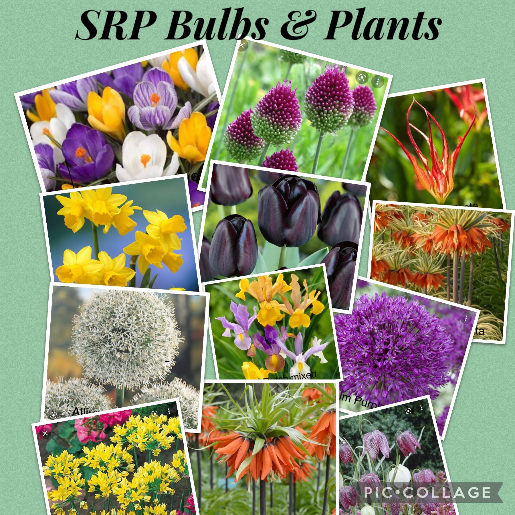Flower bulbs and plants – SRP Stores